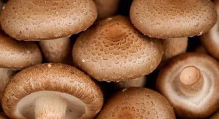 Propiedades y efectos del hongo shiitake medicinal